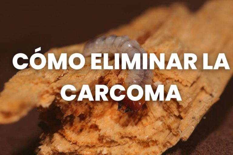 Cómo Eliminar la Carcoma 】 Consejos 100% Eficaces - Sacosa